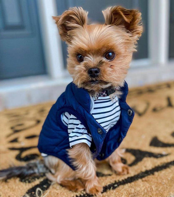 Bomber Vest– Wag Swag Brand Inc