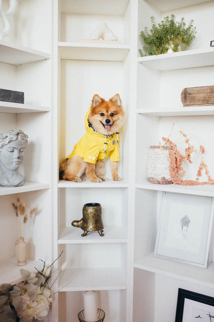 Wear– Wag Swag Brand Inc