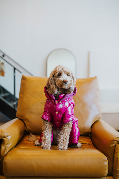 Dog Winter Puffer Snowsuit– Wag Swag Brand Inc